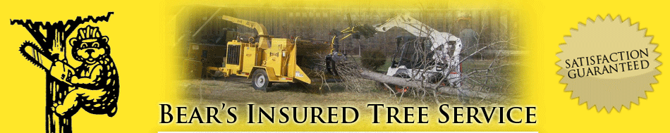 Tree Care, Bear’s Insured Tree Service, Athens, GA
