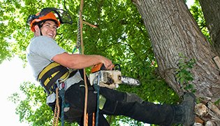 Tree Trimming | Sacramento, CA | Rod's Tree Service