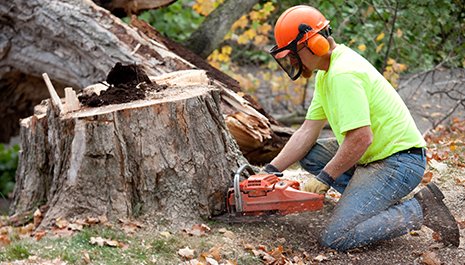 Tree Removal | Sacramento, CA | Rod's Tree Service