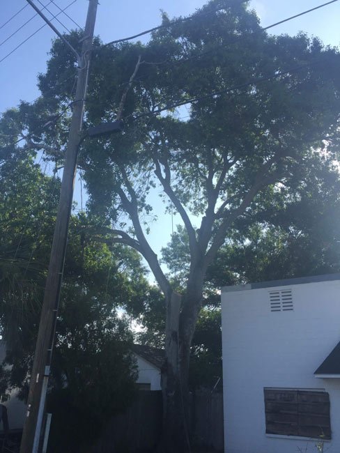 On Demand Tree Service Gallery – St. Petersburg, FL
