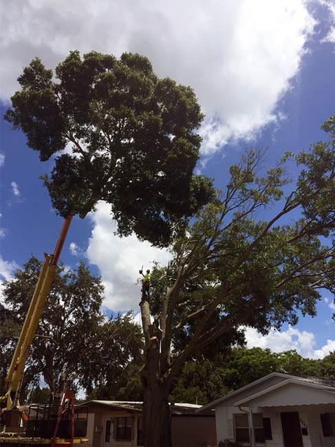 On Demand Tree Service Gallery – St. Petersburg, FL