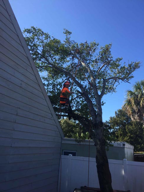 On Demand Tree Service Gallery – St. Petersburg, FL