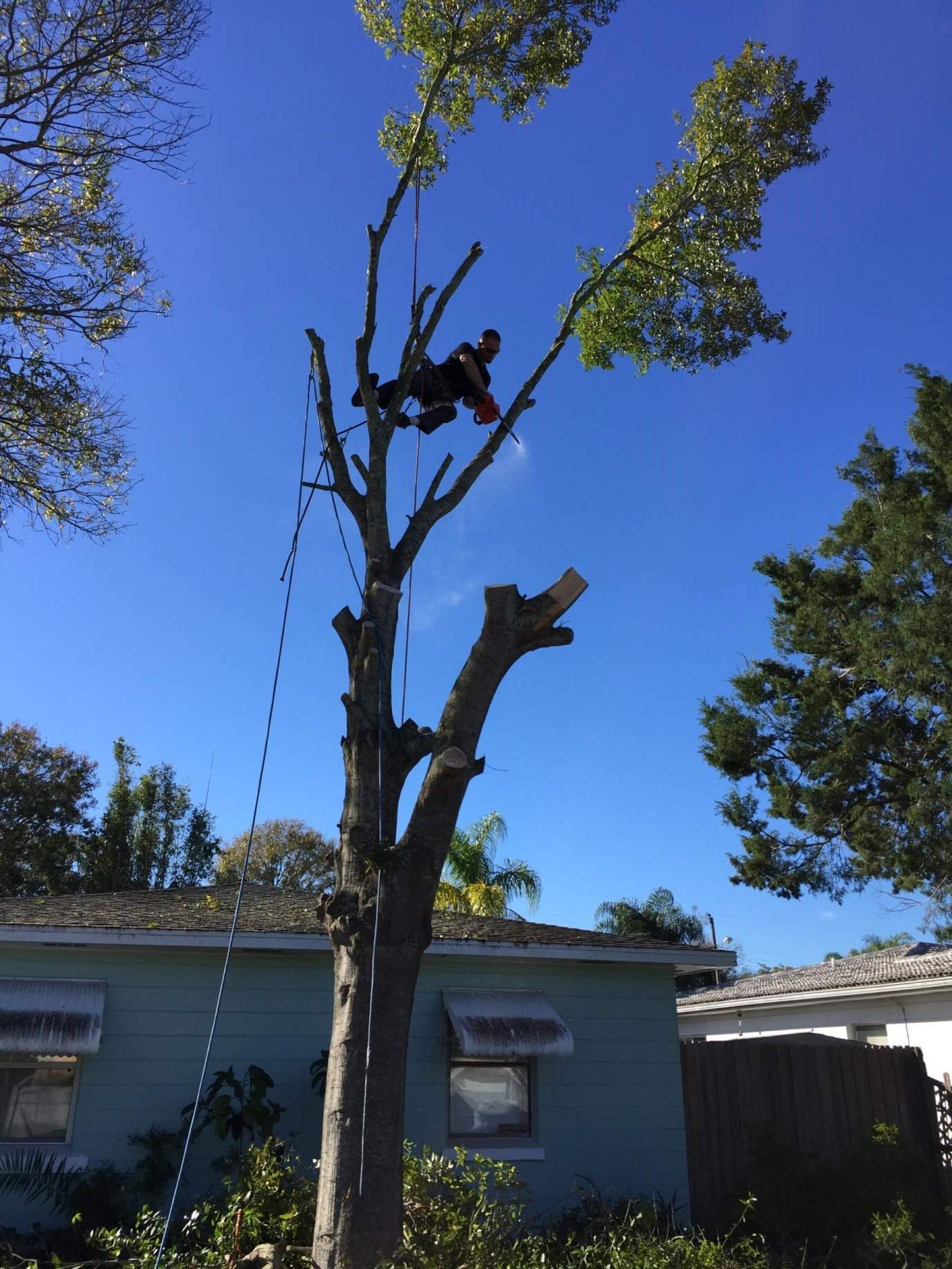 Tree Removal Services for St Petersburg, FL