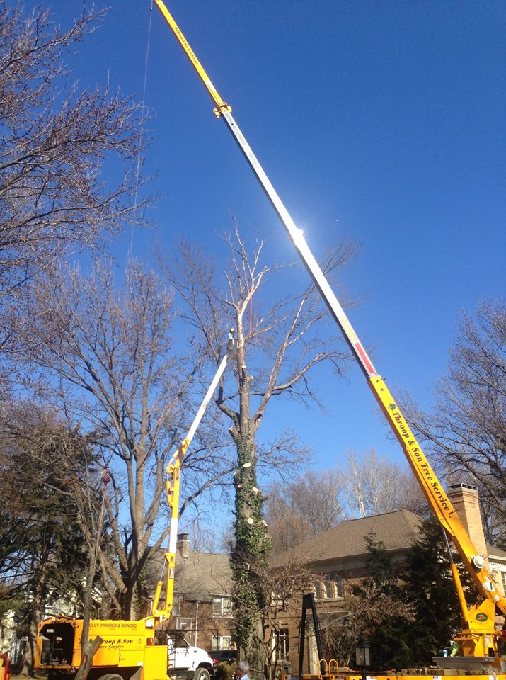 Tree Pruning | Springfield, IL | Throop & Son Tree Service