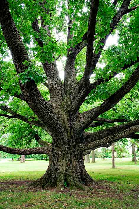 HOW A HEALTHY TREE CAN ADD VALUE TO YOUR HOME