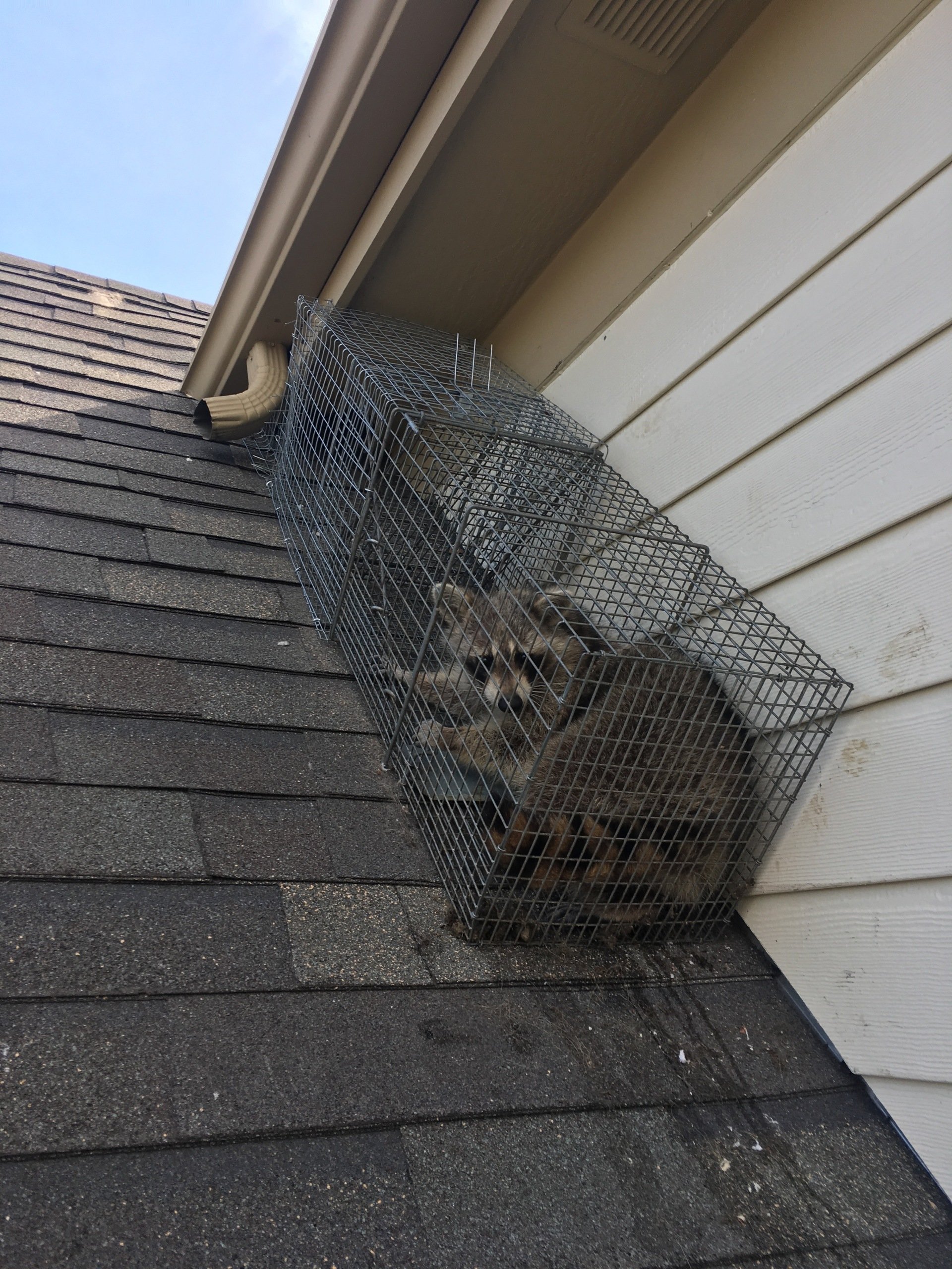 Animal Removal | Crystal Lake, Ill. | All Animal Wildlife Eviction