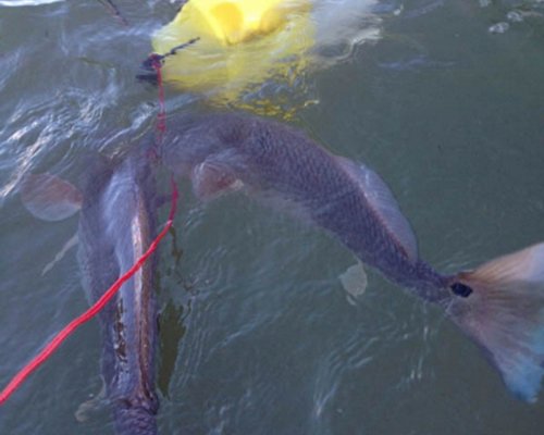 All about fishing | Sarasota Florida | Rods and Reels