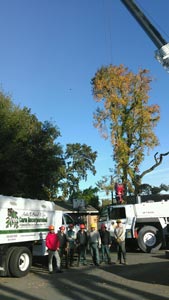 Tree care - Sacramento CA Area - Tree Care Incorporated