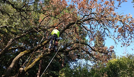 Tree care - Sacramento CA Area - Tree Care Incorporated