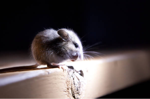 Rodent Control | Memphis, TN | M&W Termite Control Co, Inc.