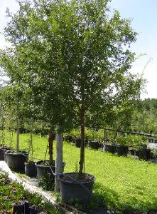 Shade Tree Selections in Austin, TX | Ted’s Trees, Ltd.