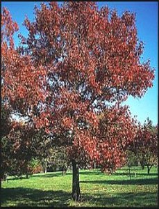 Shade Tree Selections in Austin, TX | Ted’s Trees, Ltd.