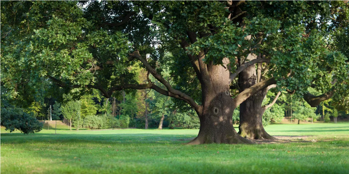 Tree Care Services - AAA Tree Service - Sacramento - CA