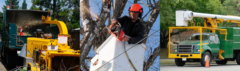 Tree Care Services - AAA Tree Service - Sacramento - CA