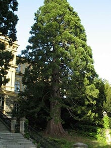 Conifers for Sale in Snohomish, WA