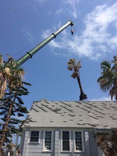 Professional Tree Company | Corpus Christi, Texas | The Tree Amigos
