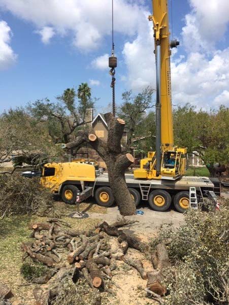 Our photos | Corpus Christi, Texas | The Tree Amigos