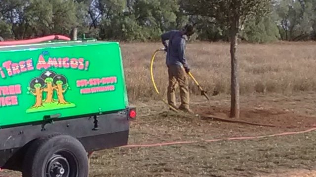 Our photos | Corpus Christi, Texas | The Tree Amigos