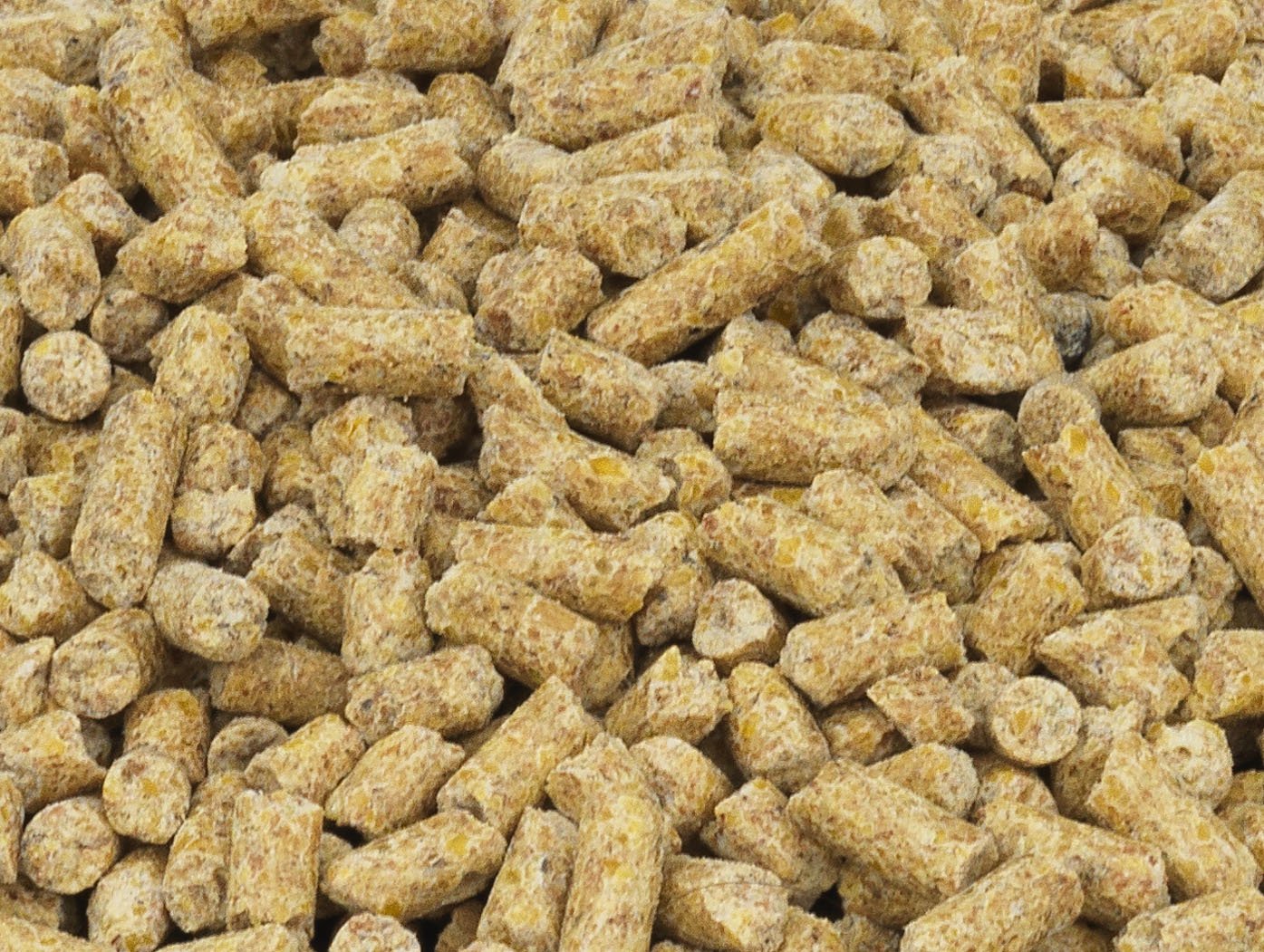 Custom Chicken Feed | Okeechobee, FL | Syfrett Feed Company, Inc