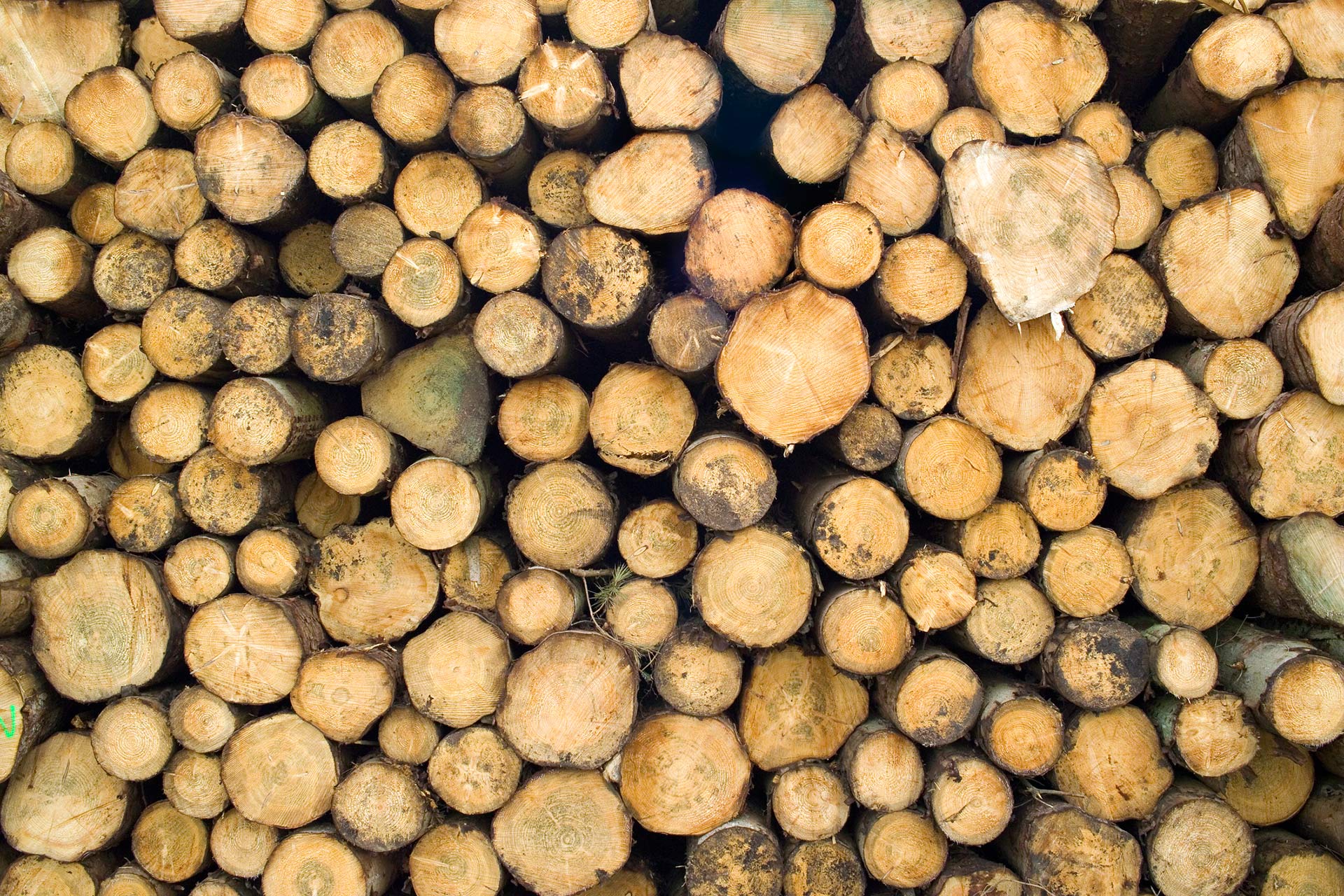 Tree Care for Poway, CA | Vista Tree Service, Inc.