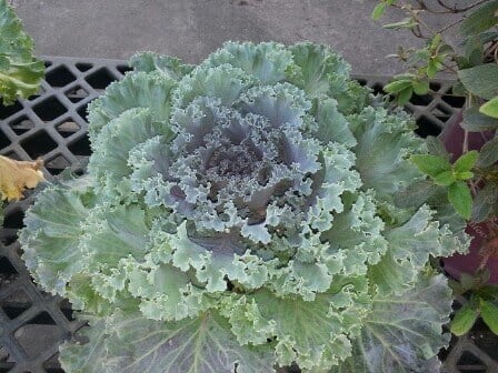 Landscaping | Virginia Beach, VA | Four Seasons Nursery