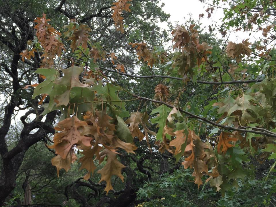 Oak Wilt